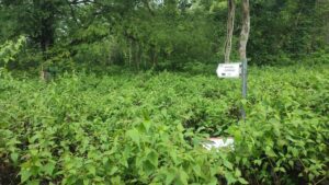 How to get to Jaco Island and Valu Beach